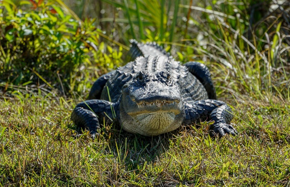 Un hombre es mordido por un caimán al abrir la puerta de su casa