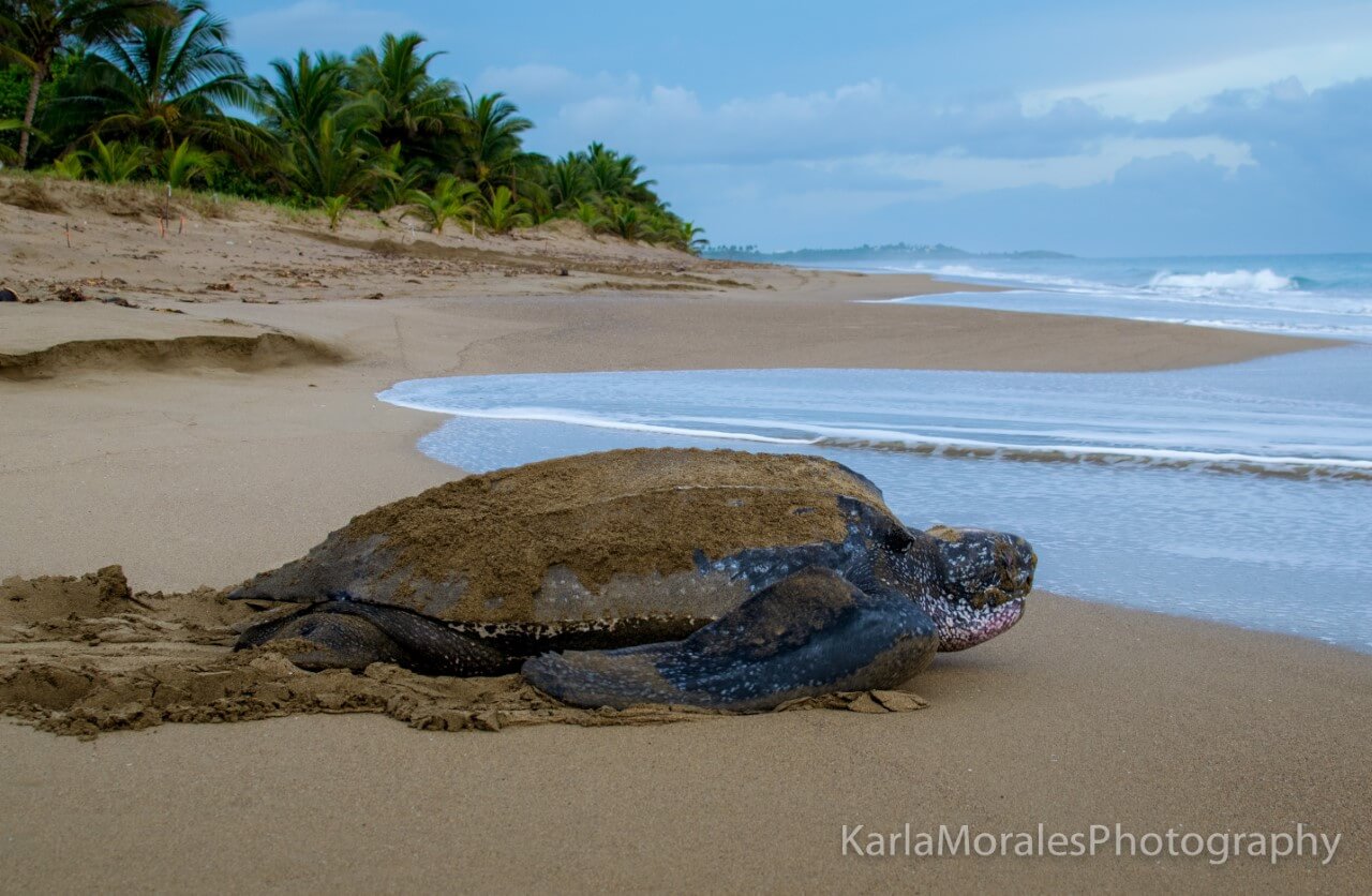 Finaliza la temporada de tinglar 2019 con aumento en eclosiones